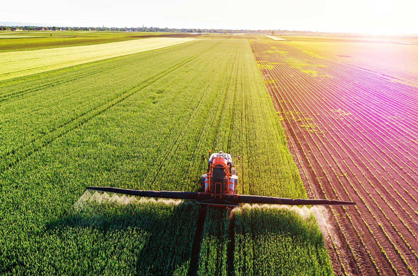 The Tropical Tree Crop Sector of Sub-Saharan Africa | Hardman & Co